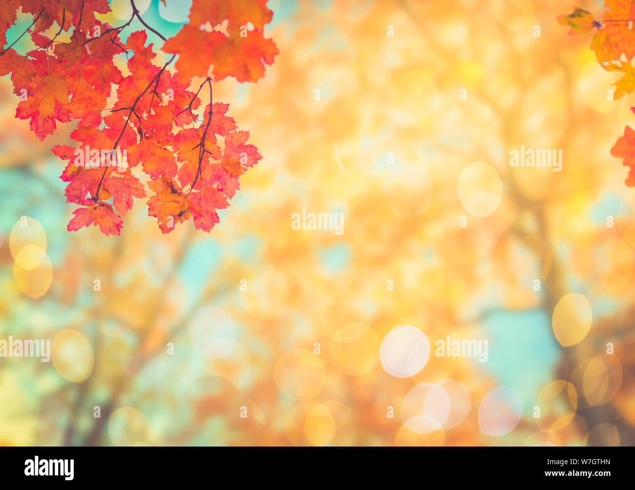 Vibrant fall foliage Stock Photo - Alamy