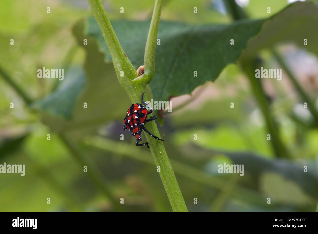 SPOTTED LANTERNFLY NYMPH 4TH INSTAR ON GRAPEVINES, PENNSYLVANIA Stock ...