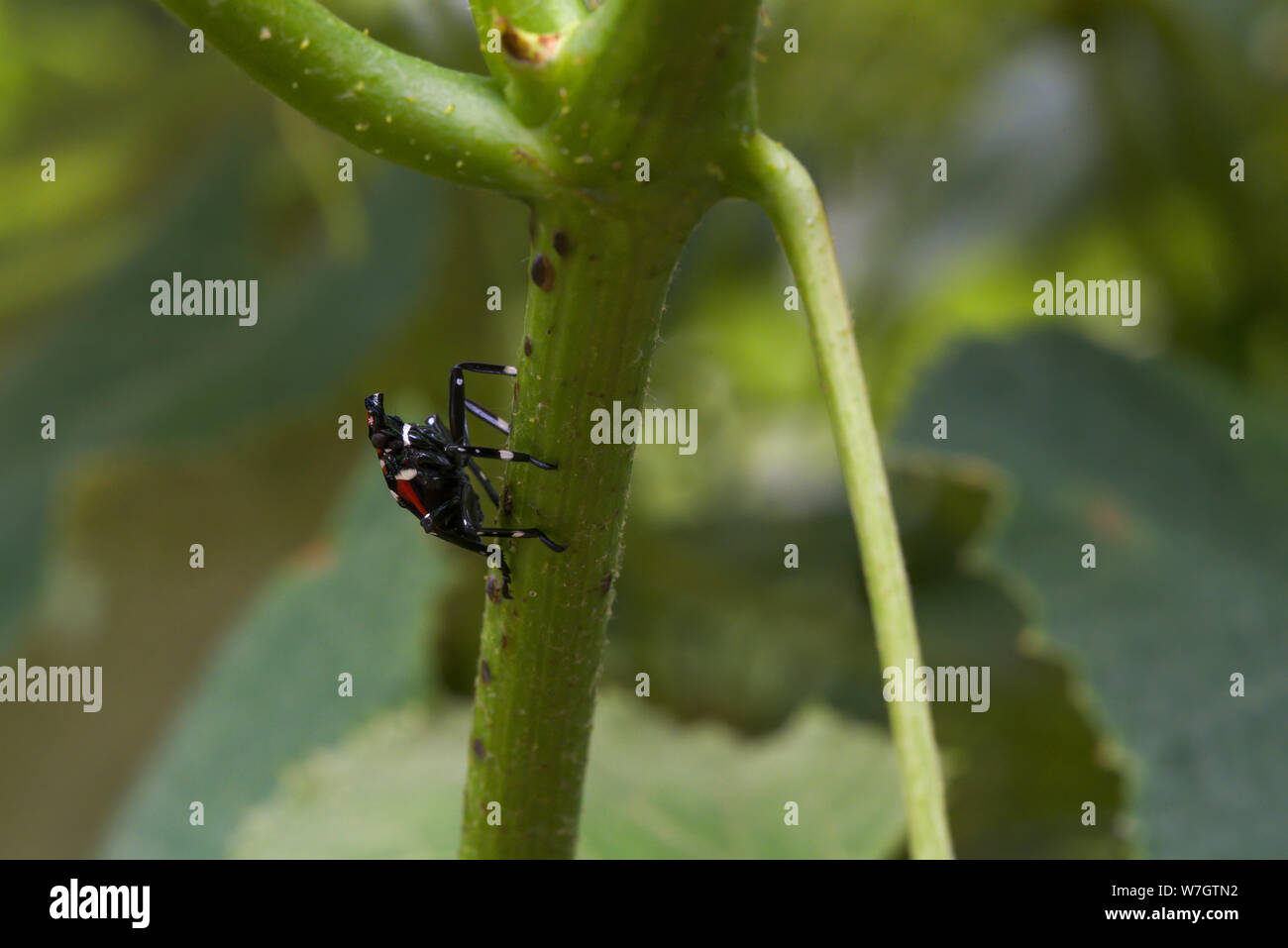 SPOTTED LANTERNFLY NYMPH 4TH INSTAR ON GRAPEVINES, PENNSYLVANIA Stock ...