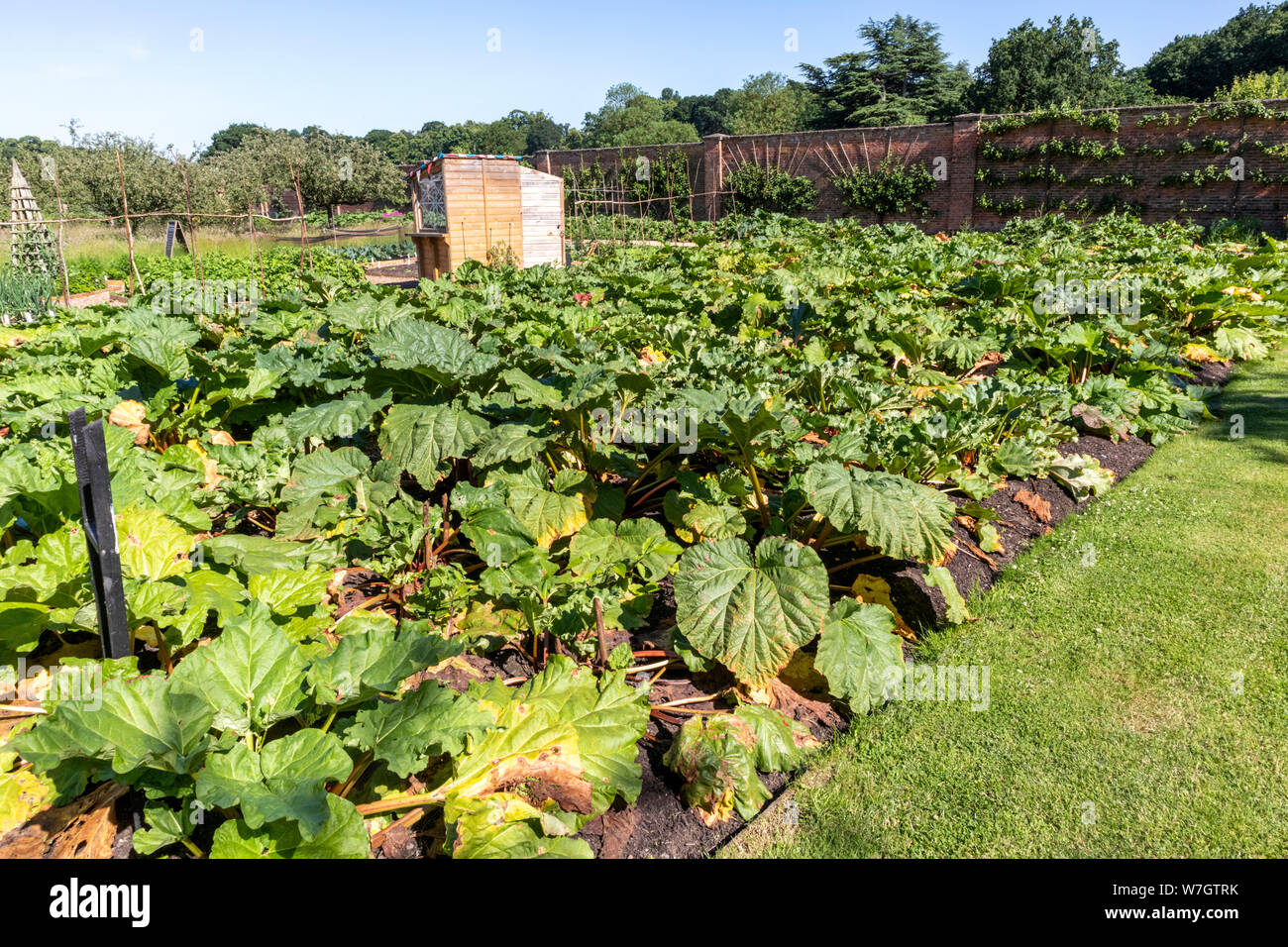 The National Collection of Rhubarb (over 130 varieties) in the walled ...