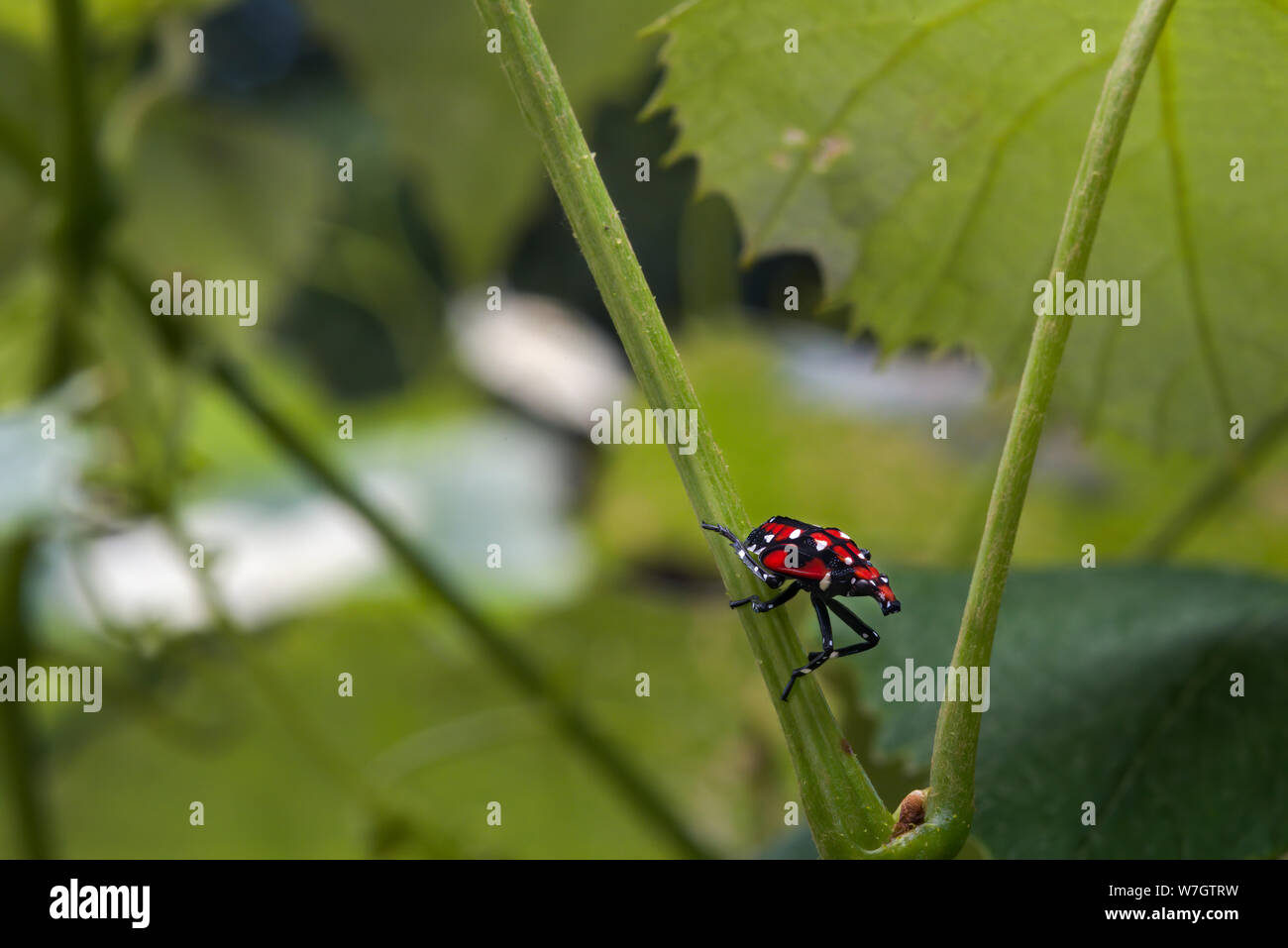 Fourth instar hi-res stock photography and images - Alamy