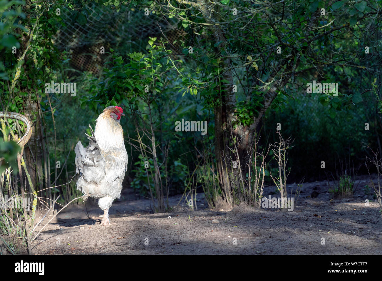 Rooster (Gallus gallus domesticus), also known as a cockerel or cock ...