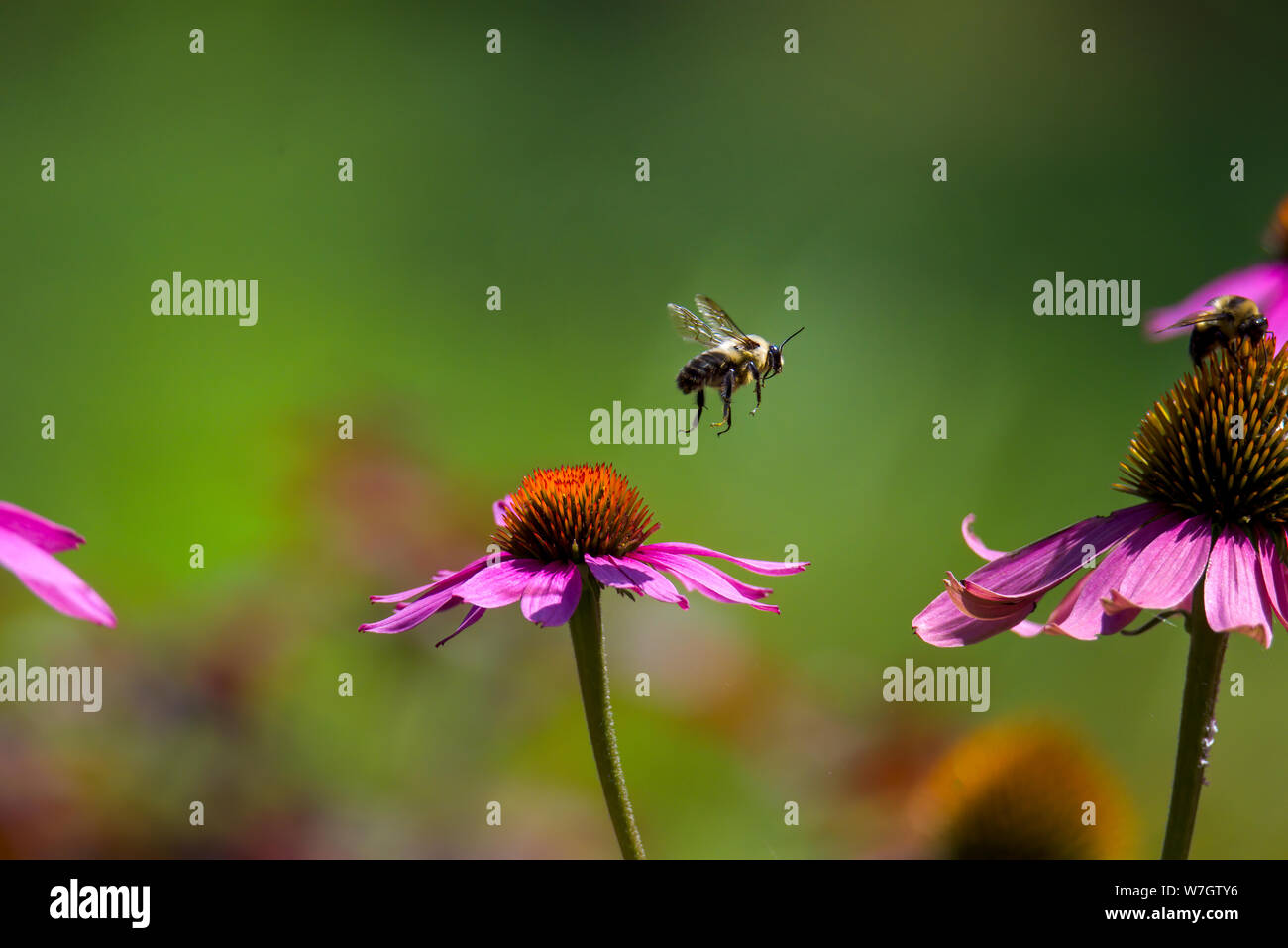 BUMBLE BEE IN FLIGHT Stock Photo - Alamy