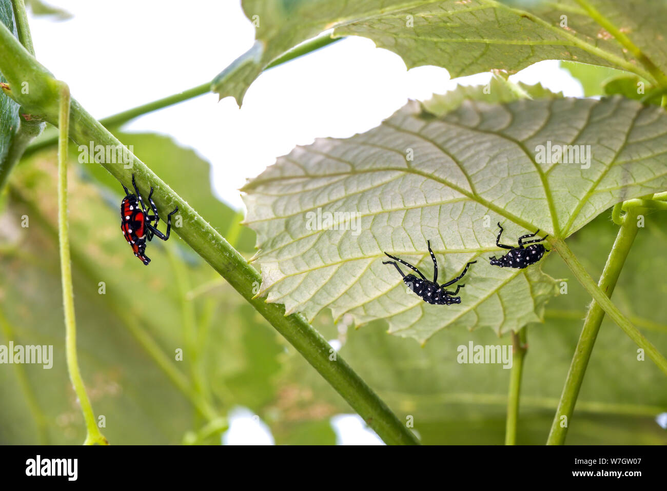 SPOTTED LANTERNFLY NYMPH 3RD AND 4TH INSTAR ON GRAPEVINES, PENNSYLVANIA ...