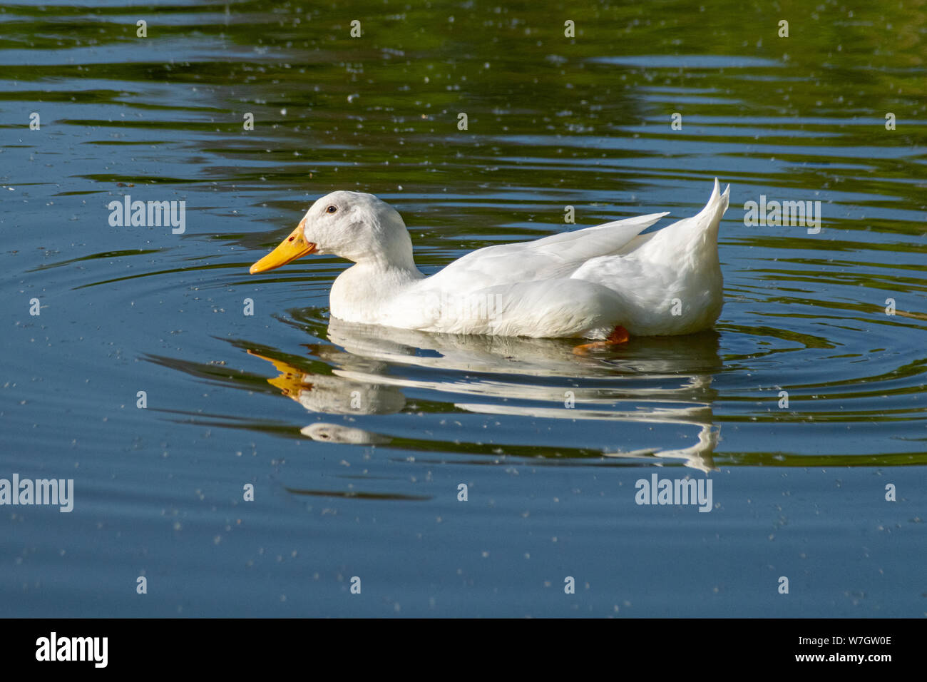 White pekin duck on still calm lake with reflection Stock Photo - Alamy