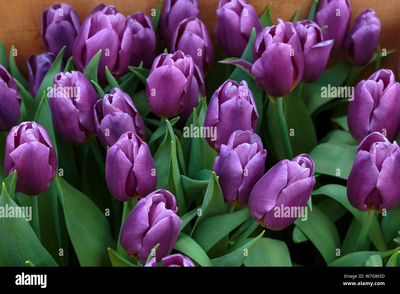 Closeup of beautiful tulips. Spring flowers blossom background. Fresh ...