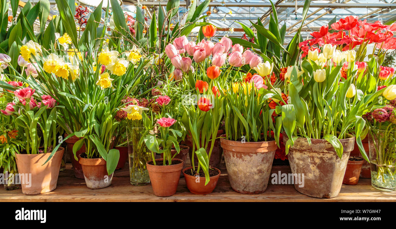 Flowers at the green house. Blooming multi-colored flowers. Houseplants ...
