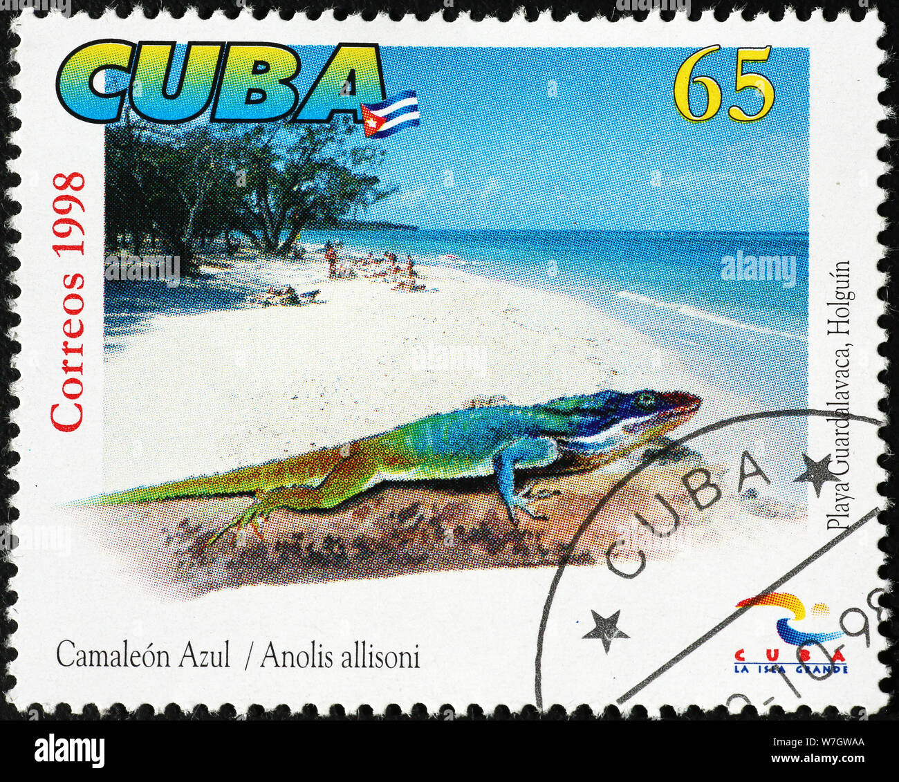 Lizard laying on a cuban tropical beach Stock Photo - Alamy