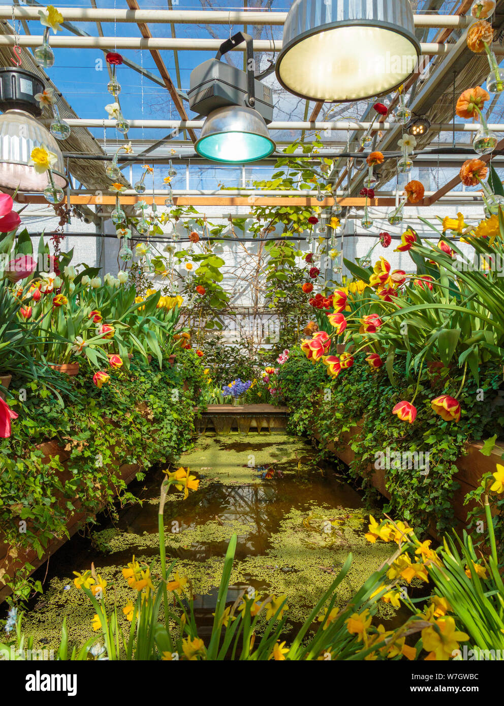 Flowers at the green house. Blooming multi-colored flowers. Houseplants ...