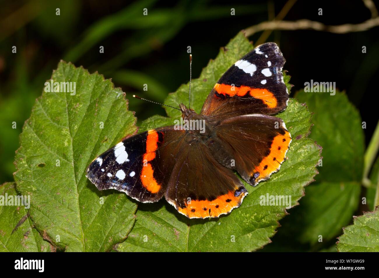 Red admiral butterfly uk hi-res stock photography and images - Alamy