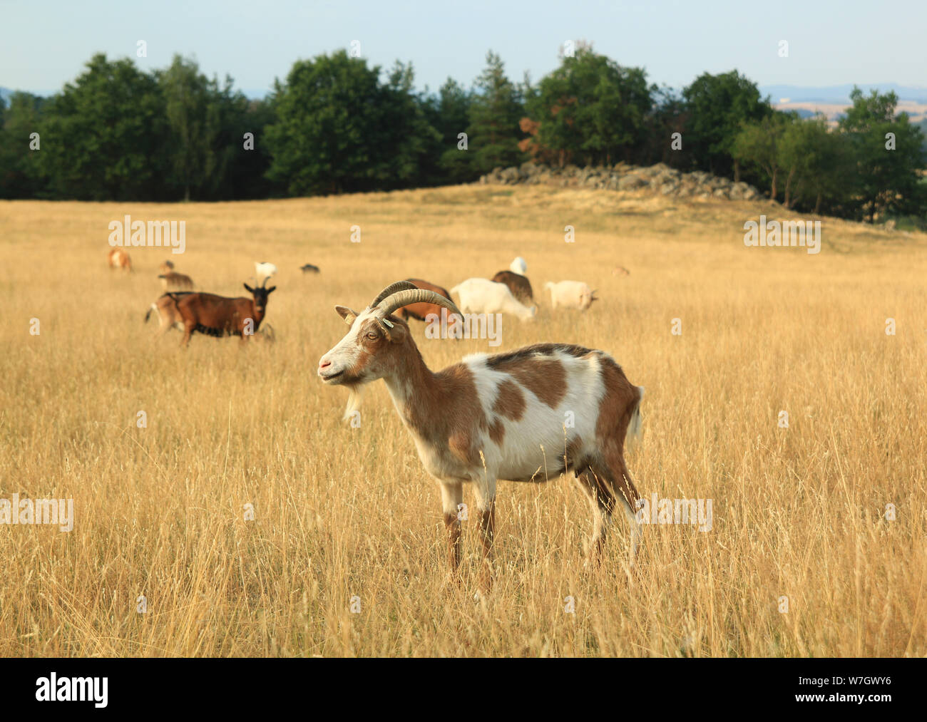 Group baby goats hi-res stock photography and images - Alamy