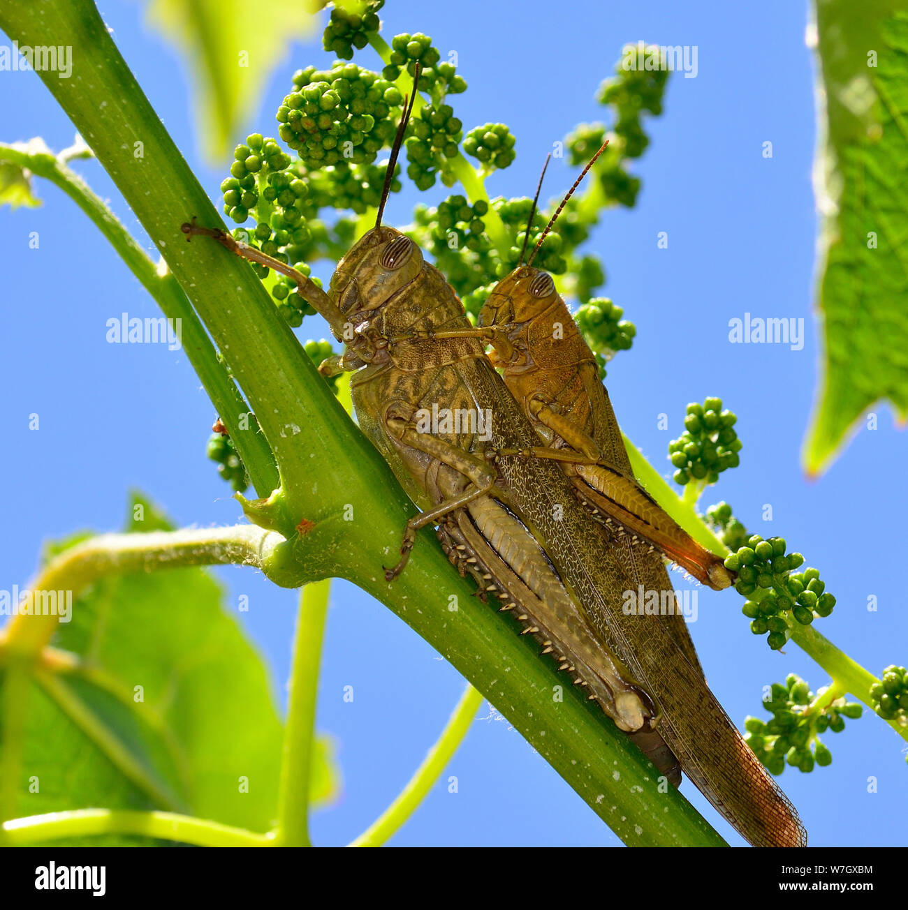 Mating grasshoppers hi-res stock photography and images - Alamy