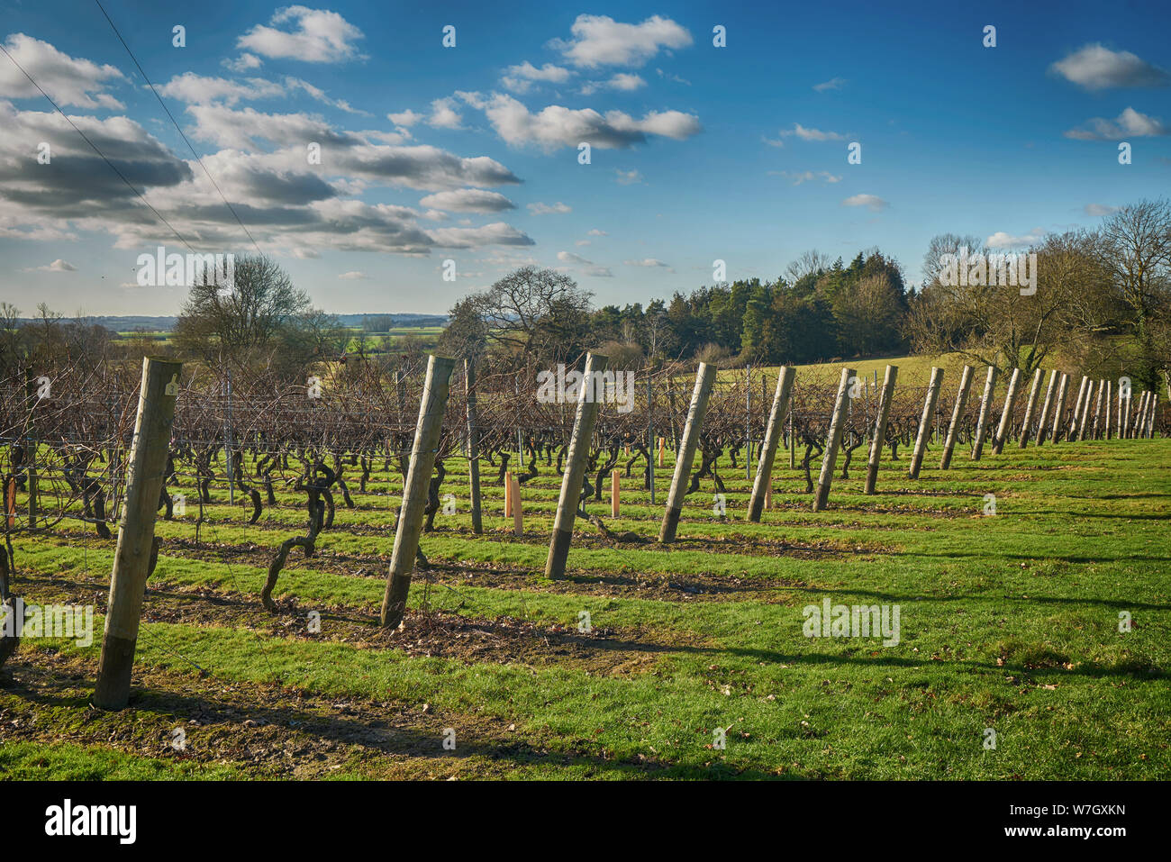 English vinyard hi-res stock photography and images - Alamy