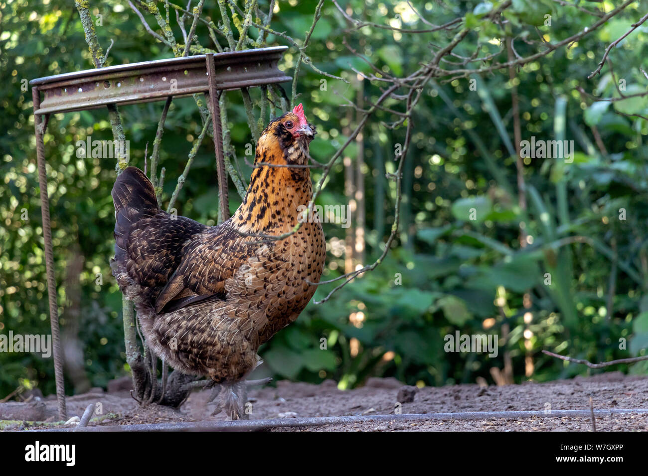 Chicken walking outdoors : Healthy birds in Free-Range poultry organic ...