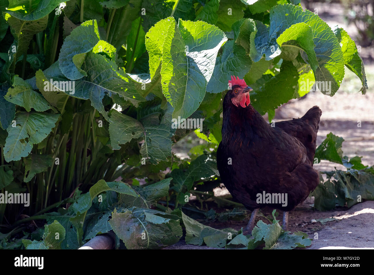 Chicken walking outdoors : Healthy birds in Free-Range poultry organic ...