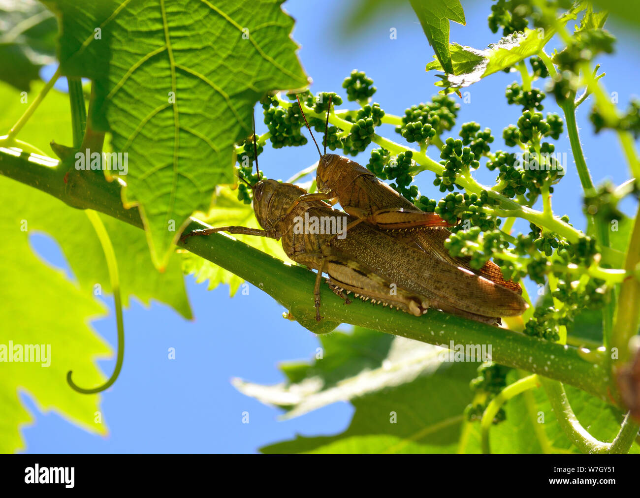 Grasshoppers mating insects hi-res stock photography and images - Alamy