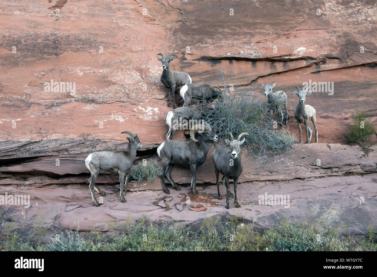 Bighorn sheep in Colorado National Monument, a preserve of vast ...