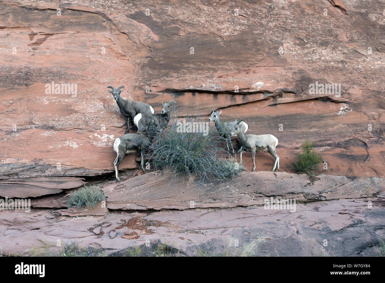 Bighorn sheep in Colorado National Monument, a preserve of vast ...