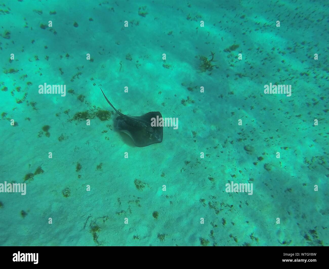 Stingray or ray under water, snorkeling the Corn Islands in Nicaragua ...