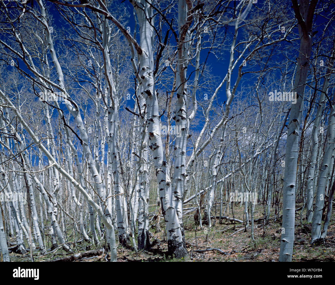 Carol birch hi-res stock photography and images - Alamy