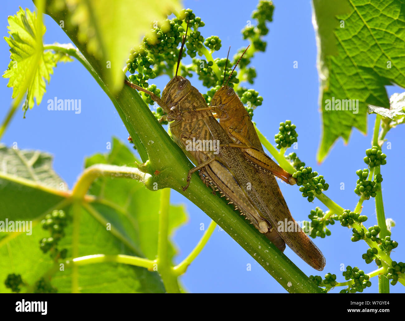 Large grasshoppers in mating ritual on a vine branch with small green ...
