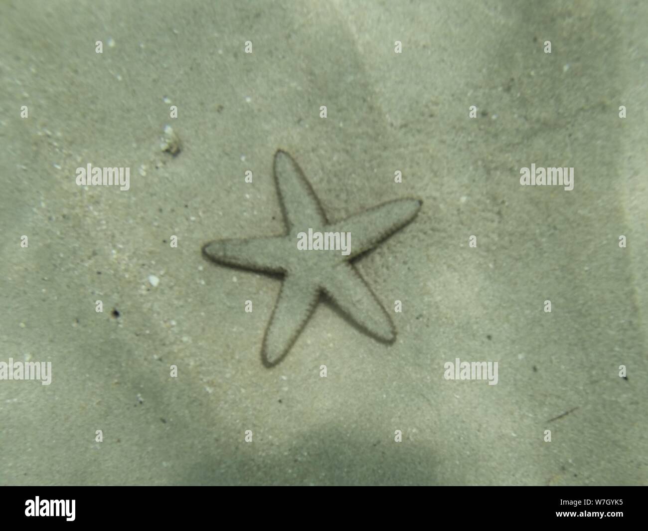 Starfish or Star fish on the sea bed in the ocean on Big Corn Island ...