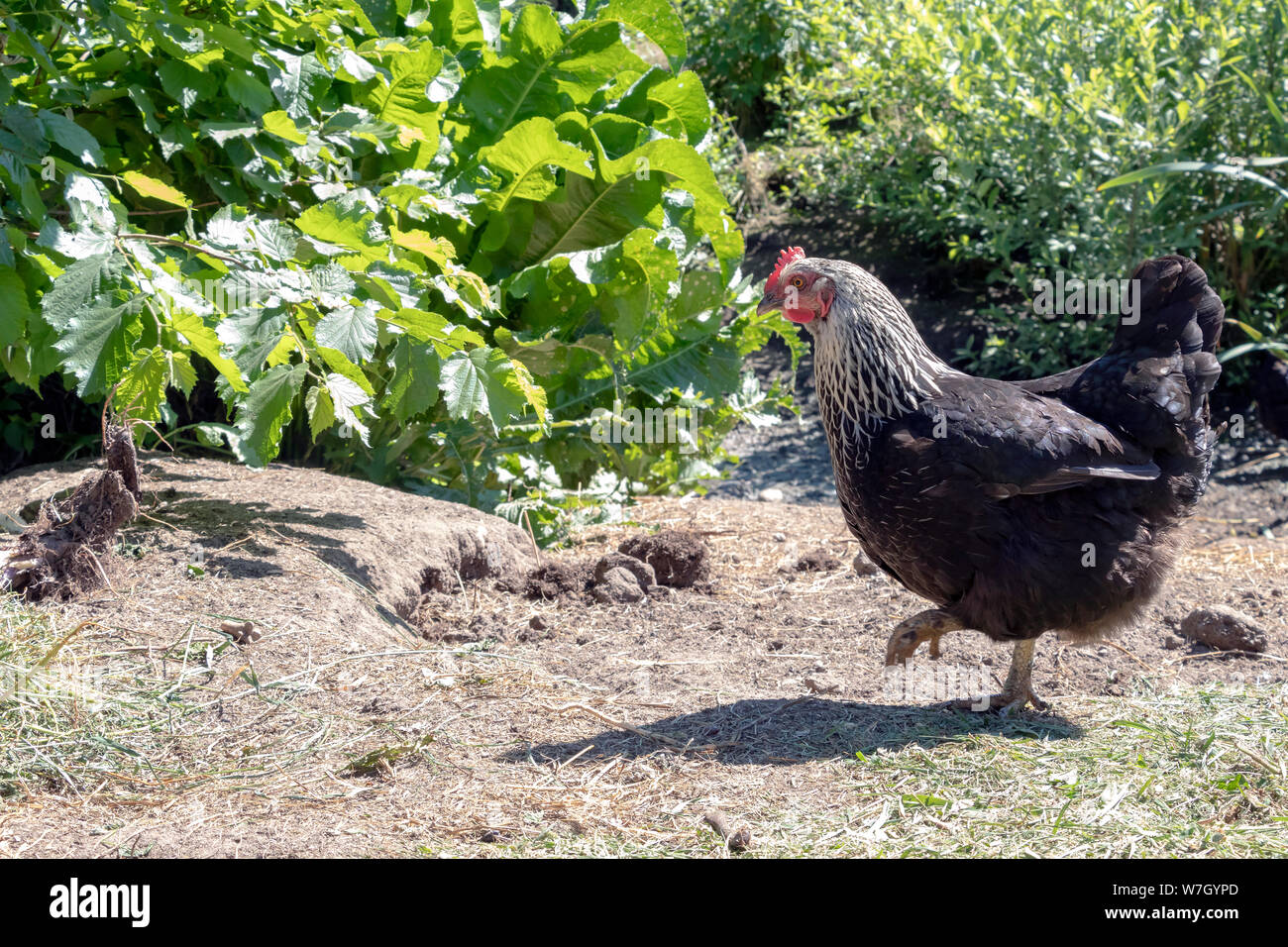 Chicken walking outdoors : Healthy birds in Free-Range poultry organic ...