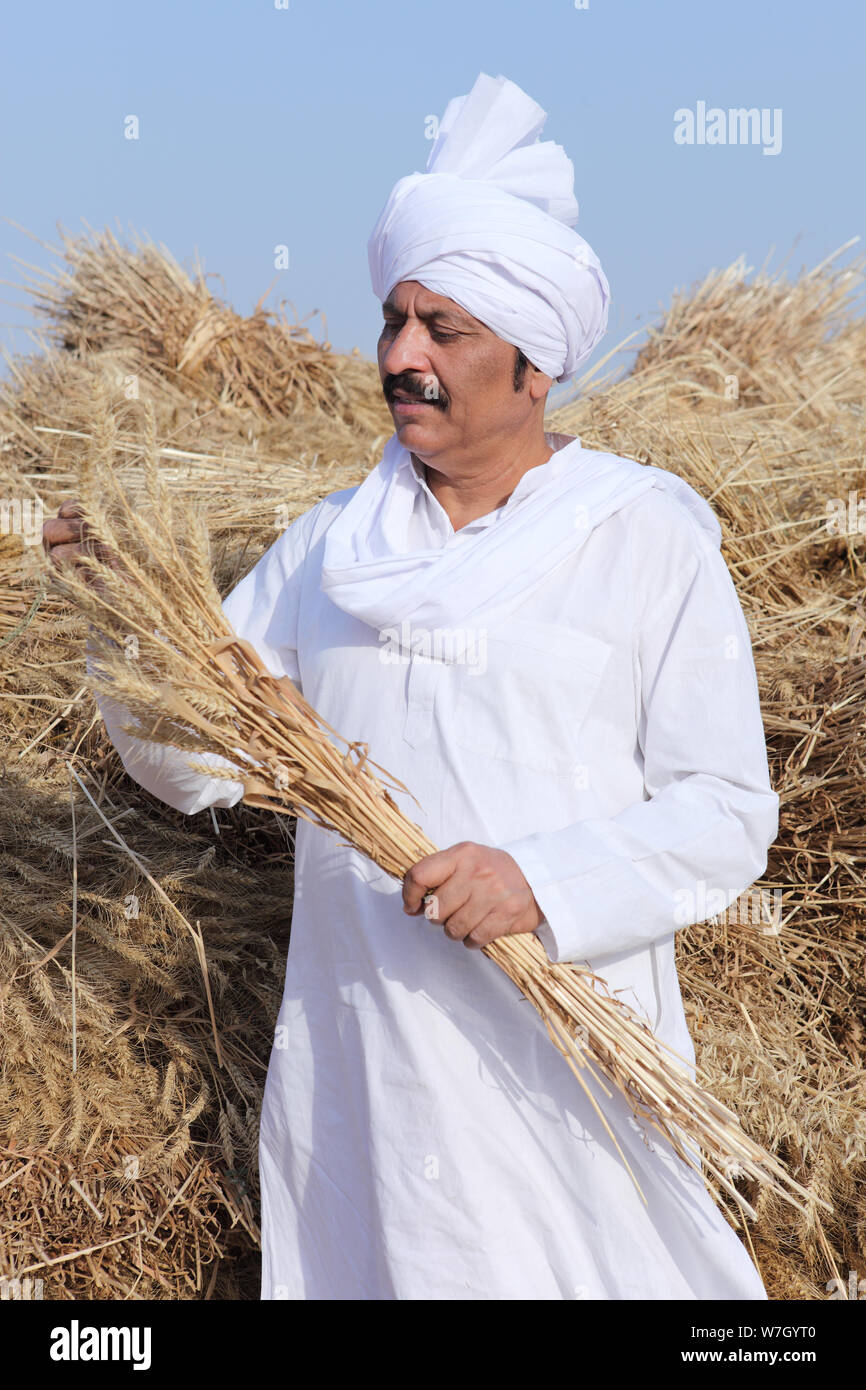 Farmer holding bundle of wheat Stock Photo - Alamy