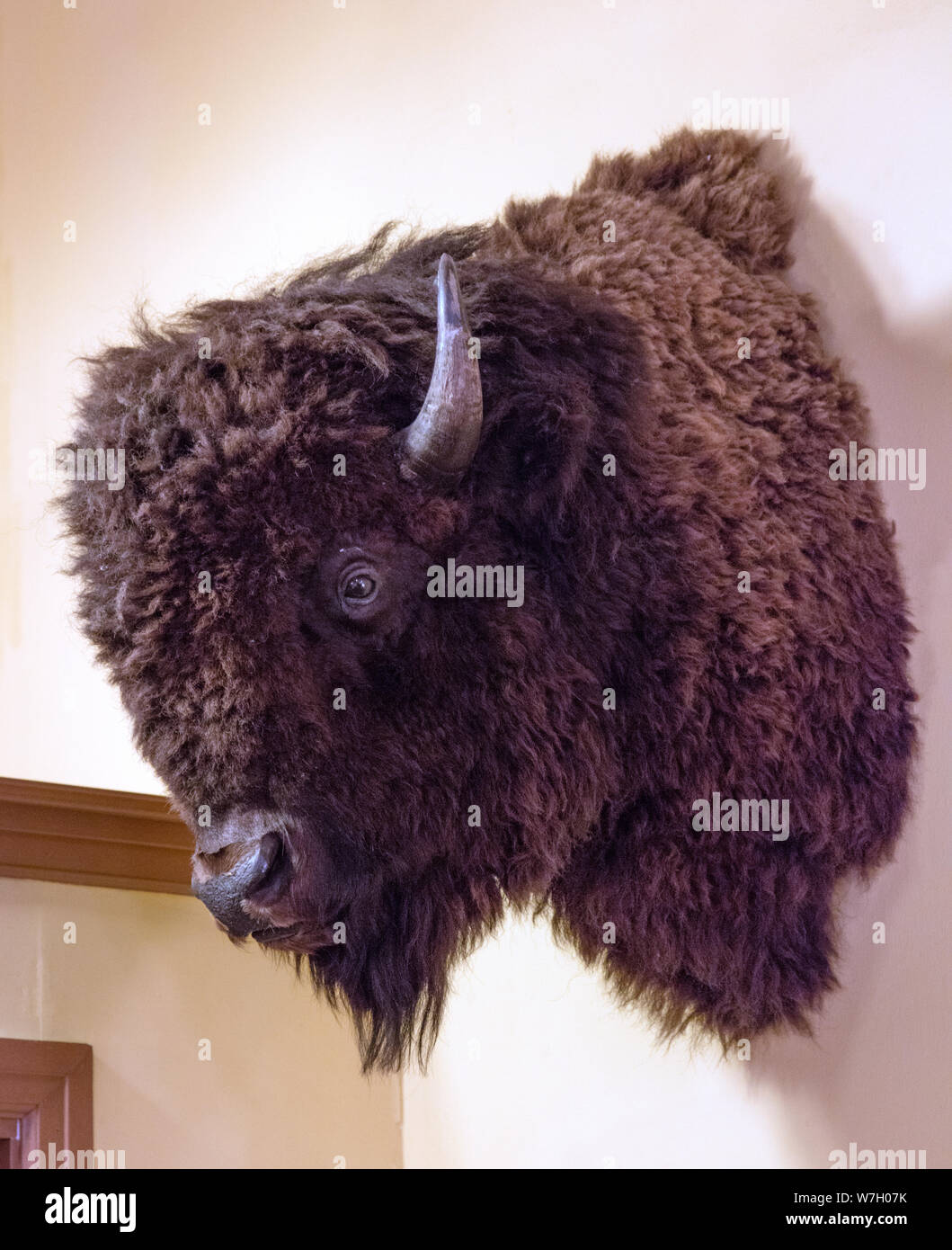 Bison head hi-res stock photography and images - Alamy