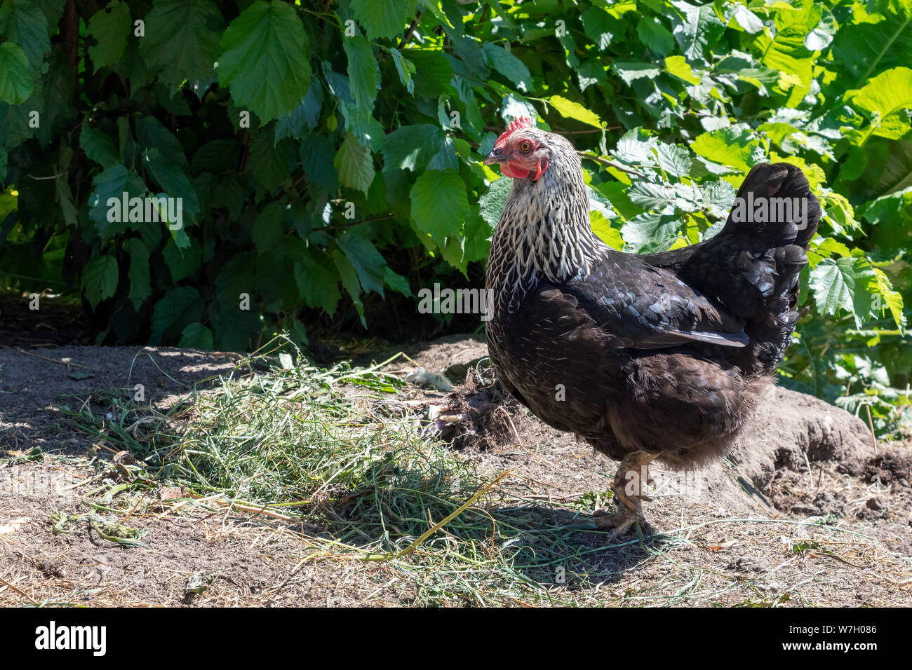 Chicken walking outdoors : Healthy birds in Free-Range poultry organic ...