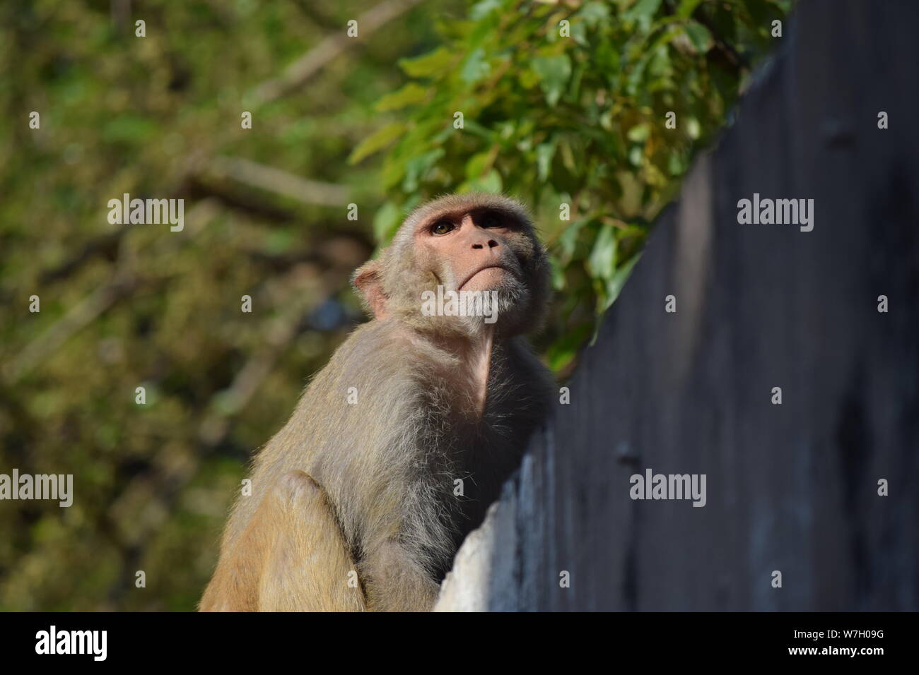 Monkey in deep thinking Stock Photo - Alamy