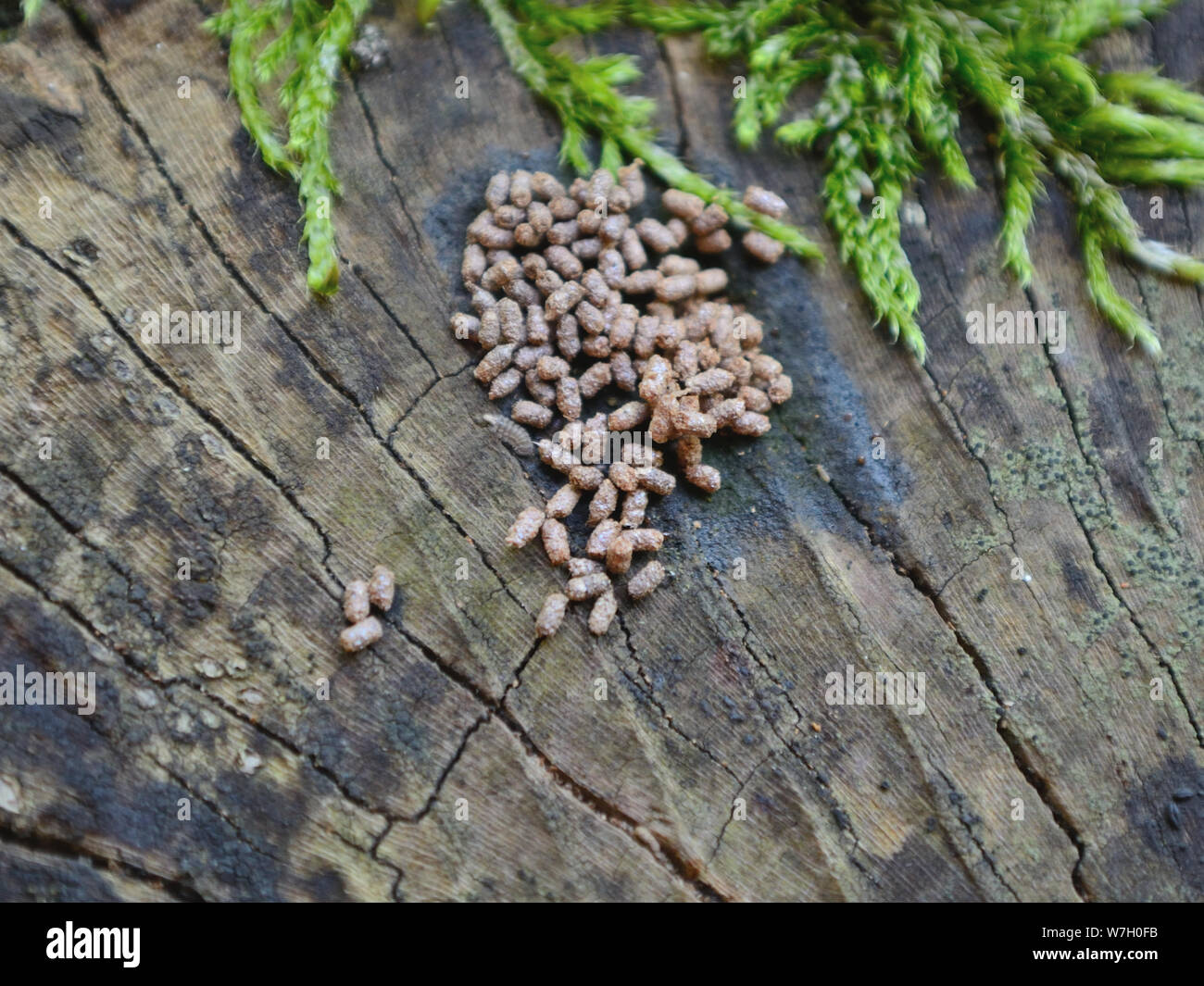 Larvae on tree bark Stock Photo - Alamy