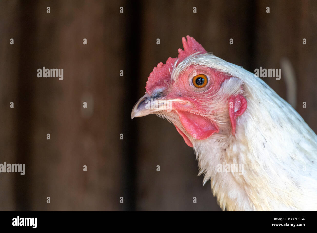 Close-up of funny angry white chicken head with brown wooden background ...