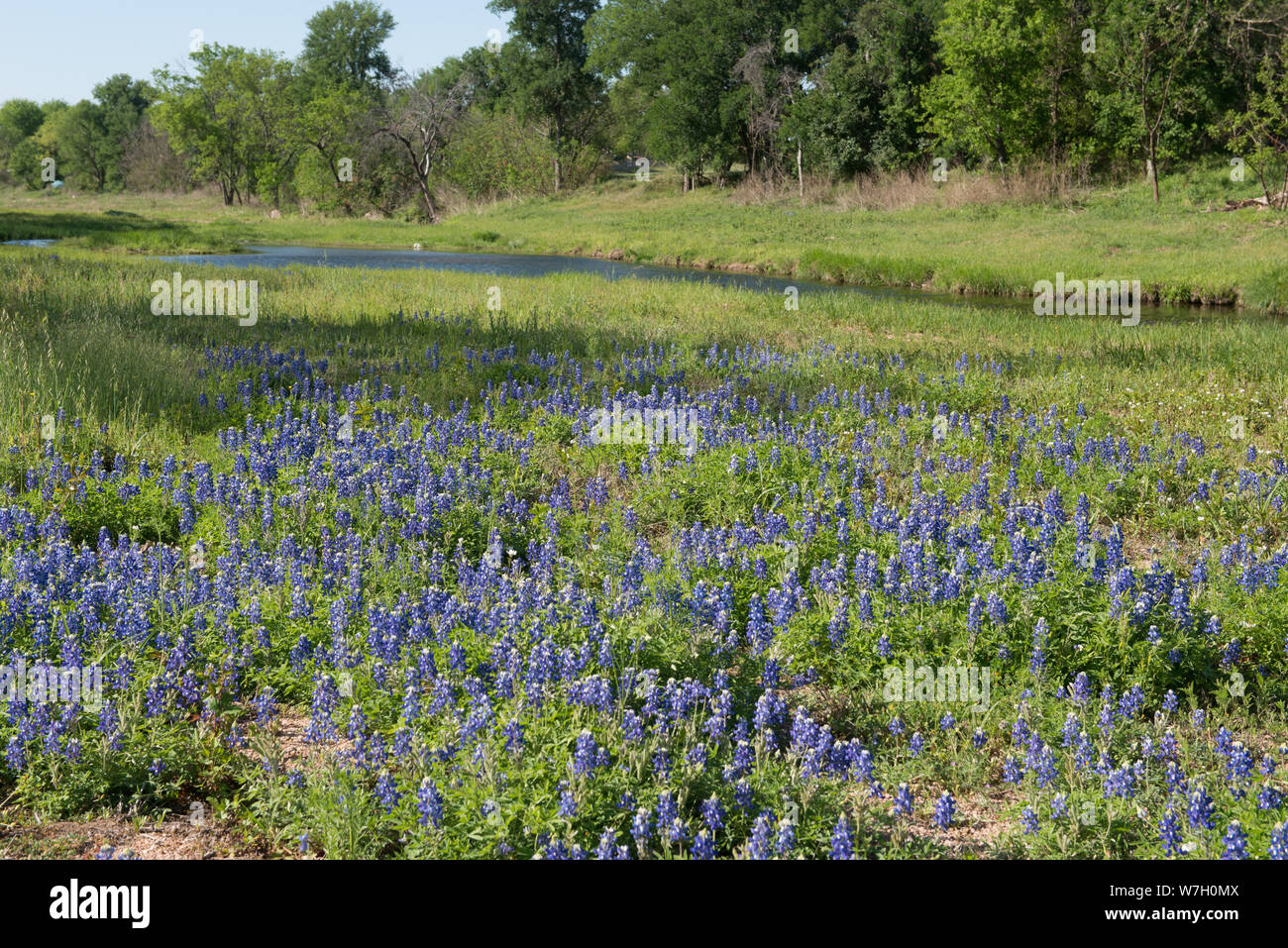 Bluebonnet field near Marble Falls in the Hill Country of Texas Stock ...
