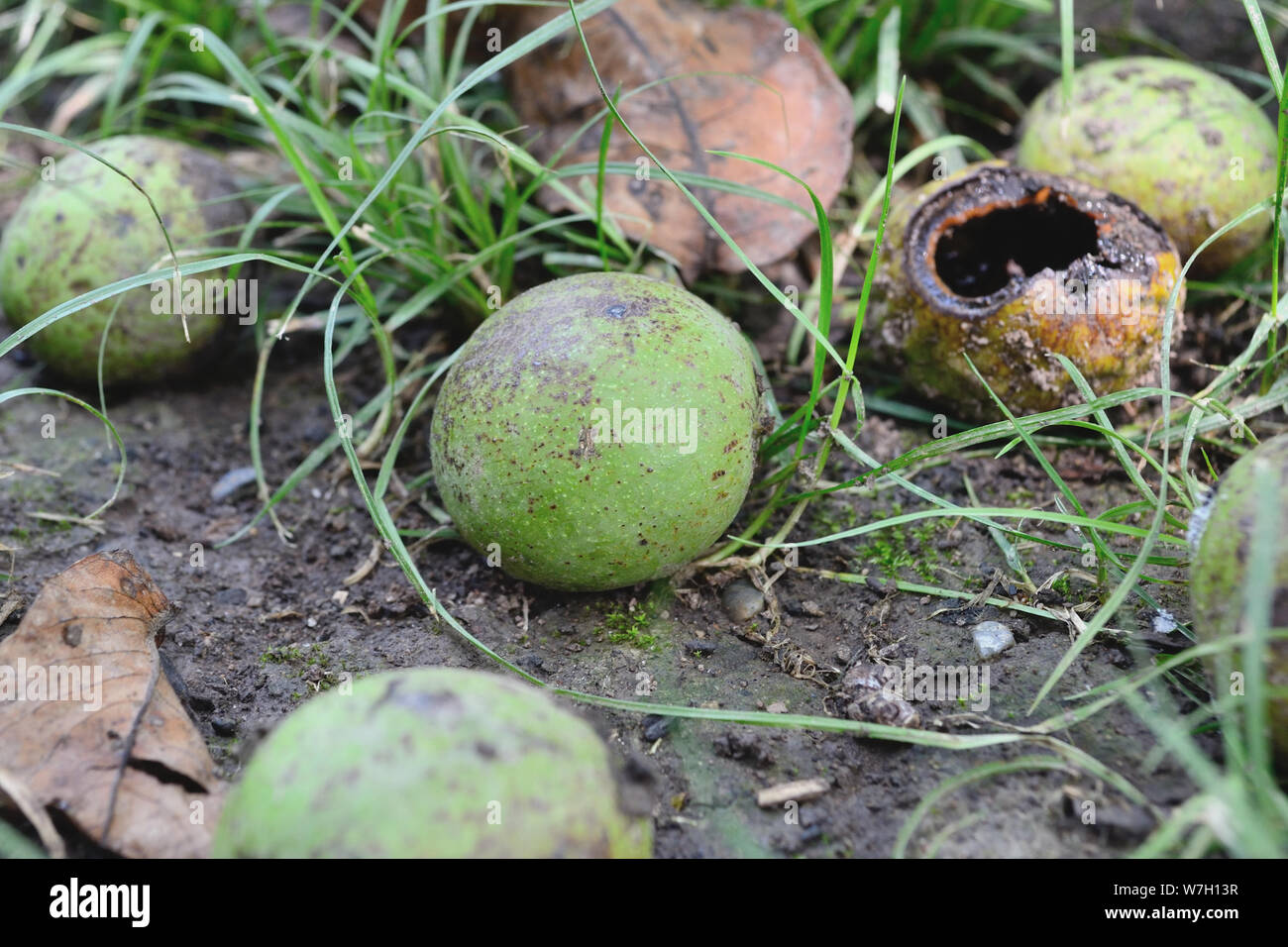 Fallen walnuts on the ground Stock Photo - Alamy