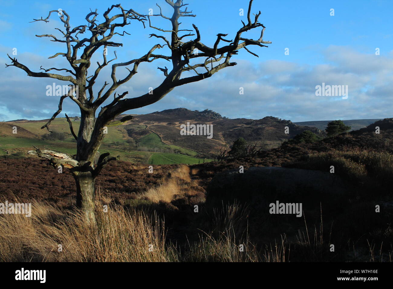 Roaches tree hi-res stock photography and images - Alamy