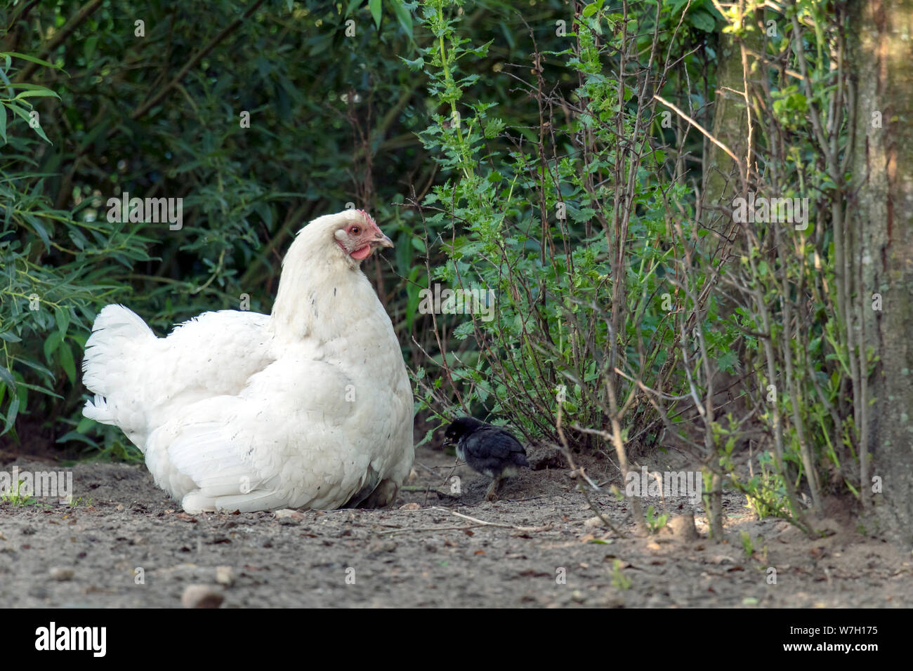Chicken family with mum hen and small chicks, Domestic happy and ...