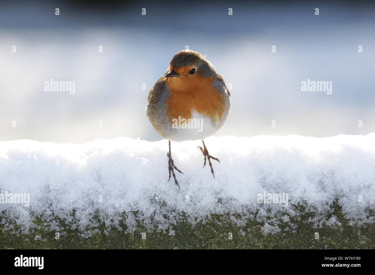 Robin in the Snow Stock Photo - Alamy