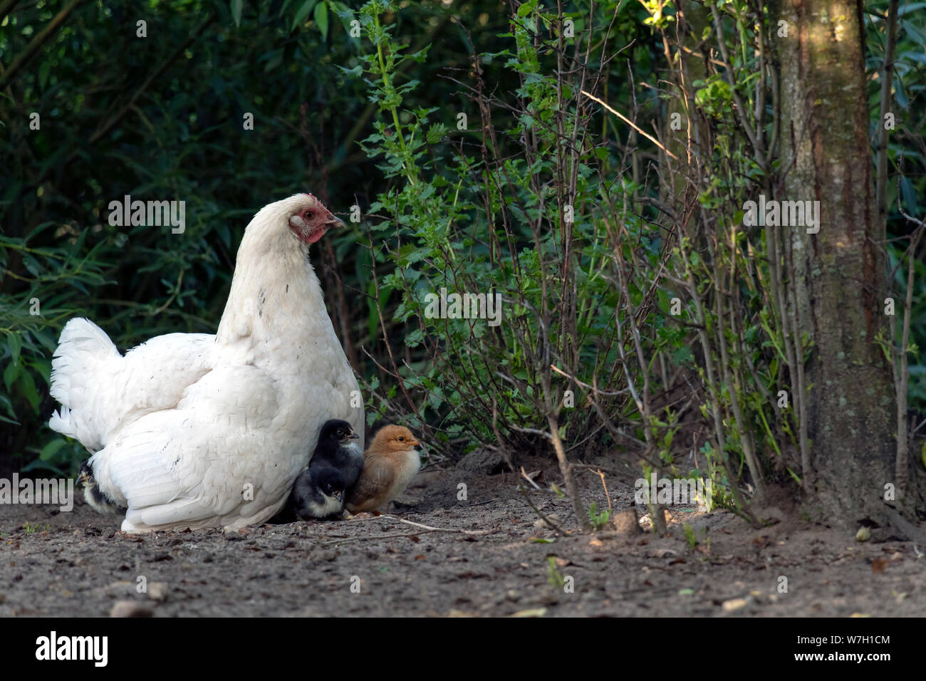 Chicken family with mum hen and small chicks, Domestic happy and ...