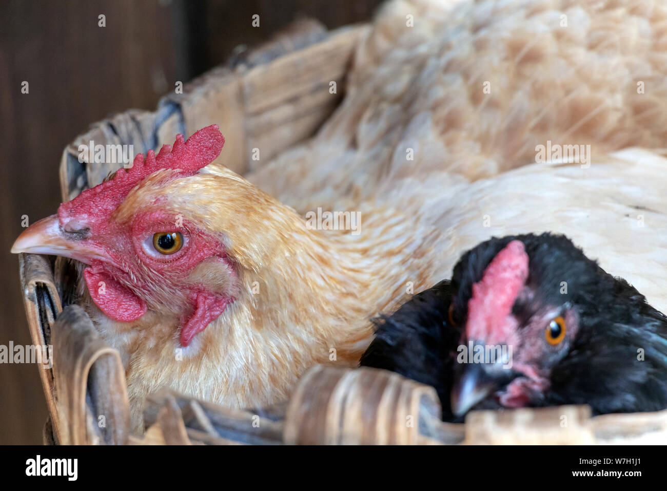 Chicken in the nest : white and black healthy hens are laying eggs ...