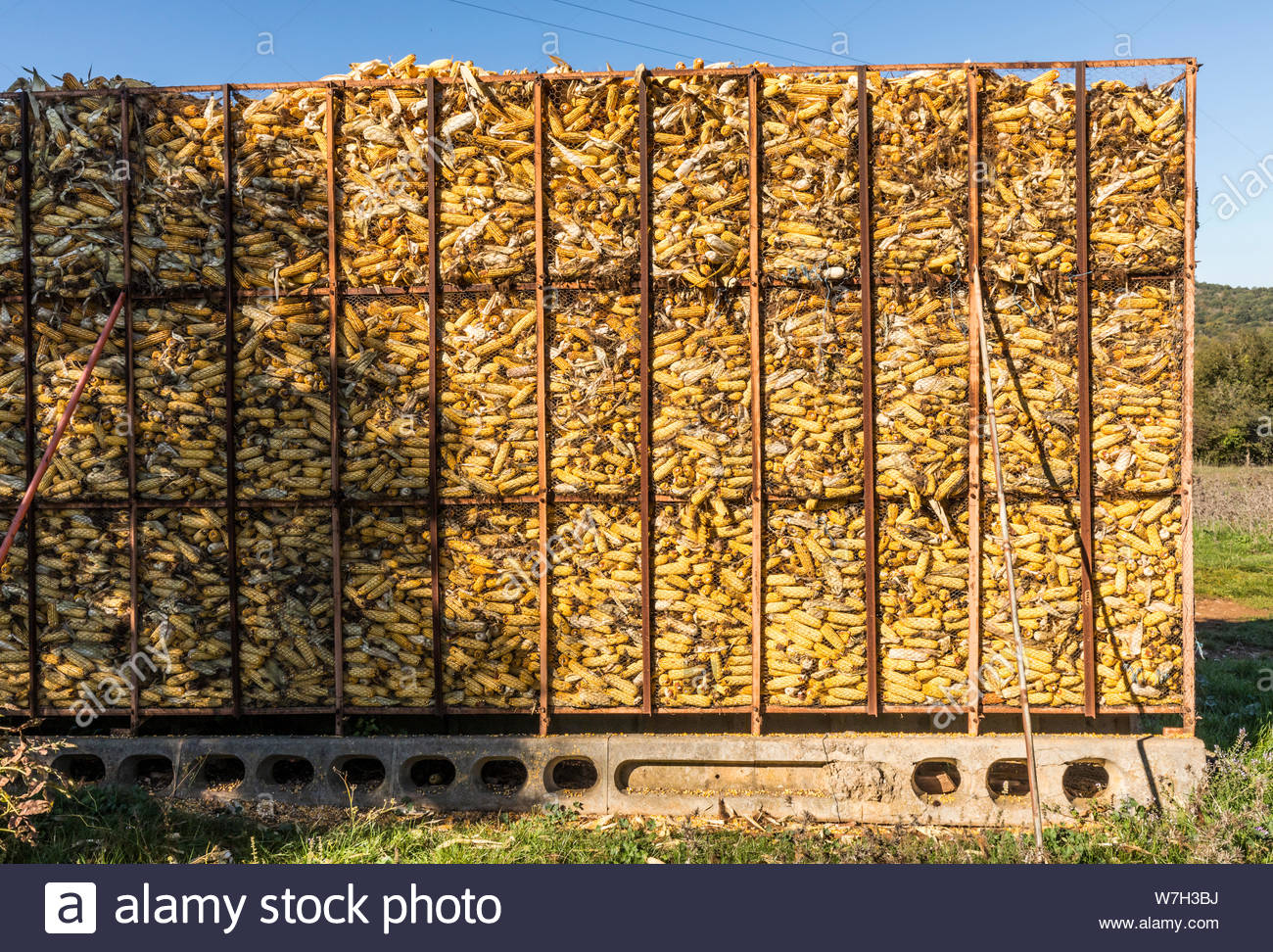 Animal Feed Maize Stock Photos & Animal Feed Maize Stock Images - Alamy