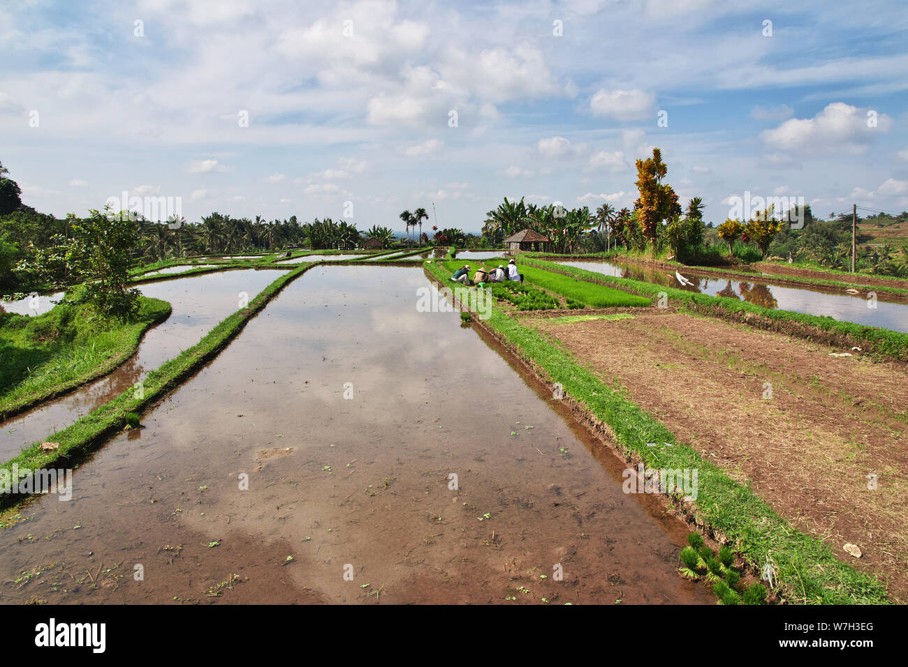 The rice terraces on Bali, Indonesia Stock Photo - Alamy