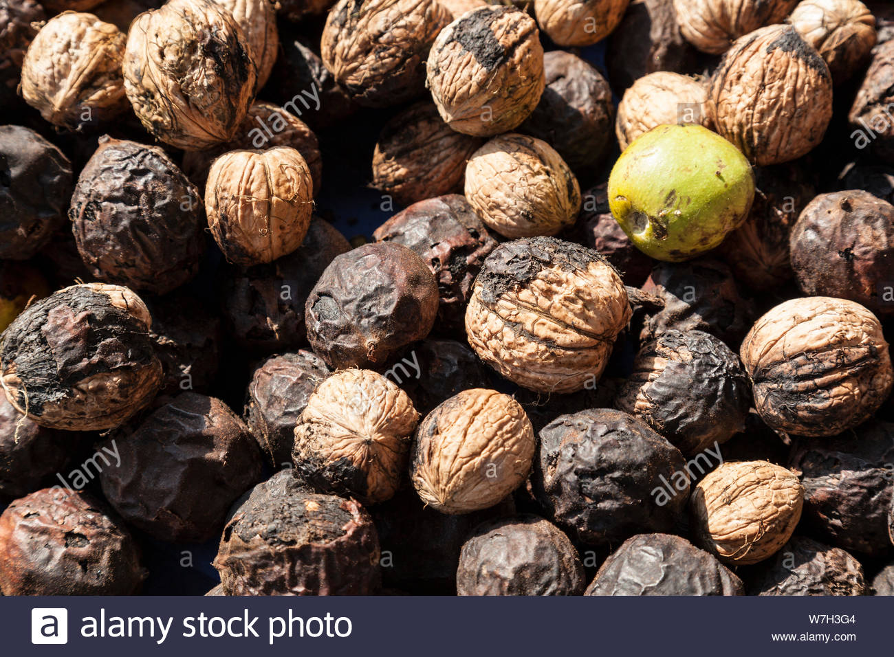 Problem Pest High Resolution Stock Photography and Images - Alamy