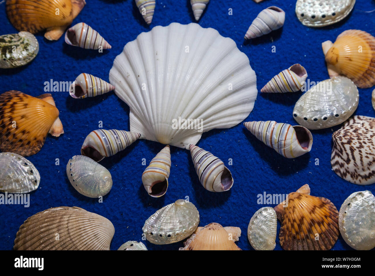 Seashell patterns hi-res stock photography and images - Alamy