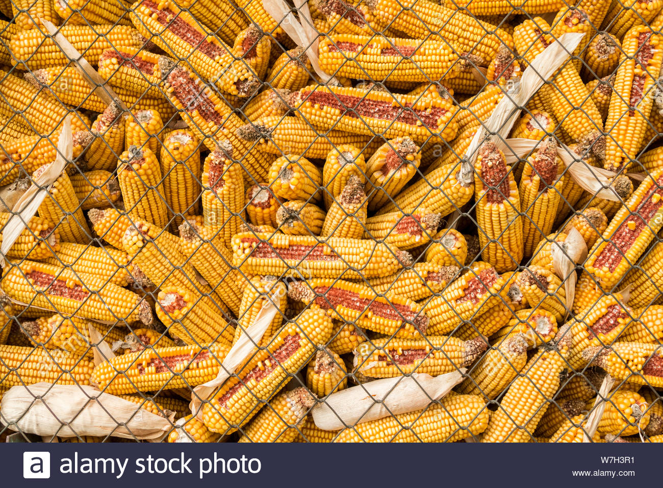 Animal Feed Maize Stock Photos & Animal Feed Maize Stock Images - Alamy