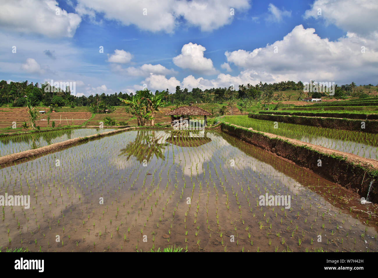 The rice terraces on Bali, Indonesia Stock Photo - Alamy