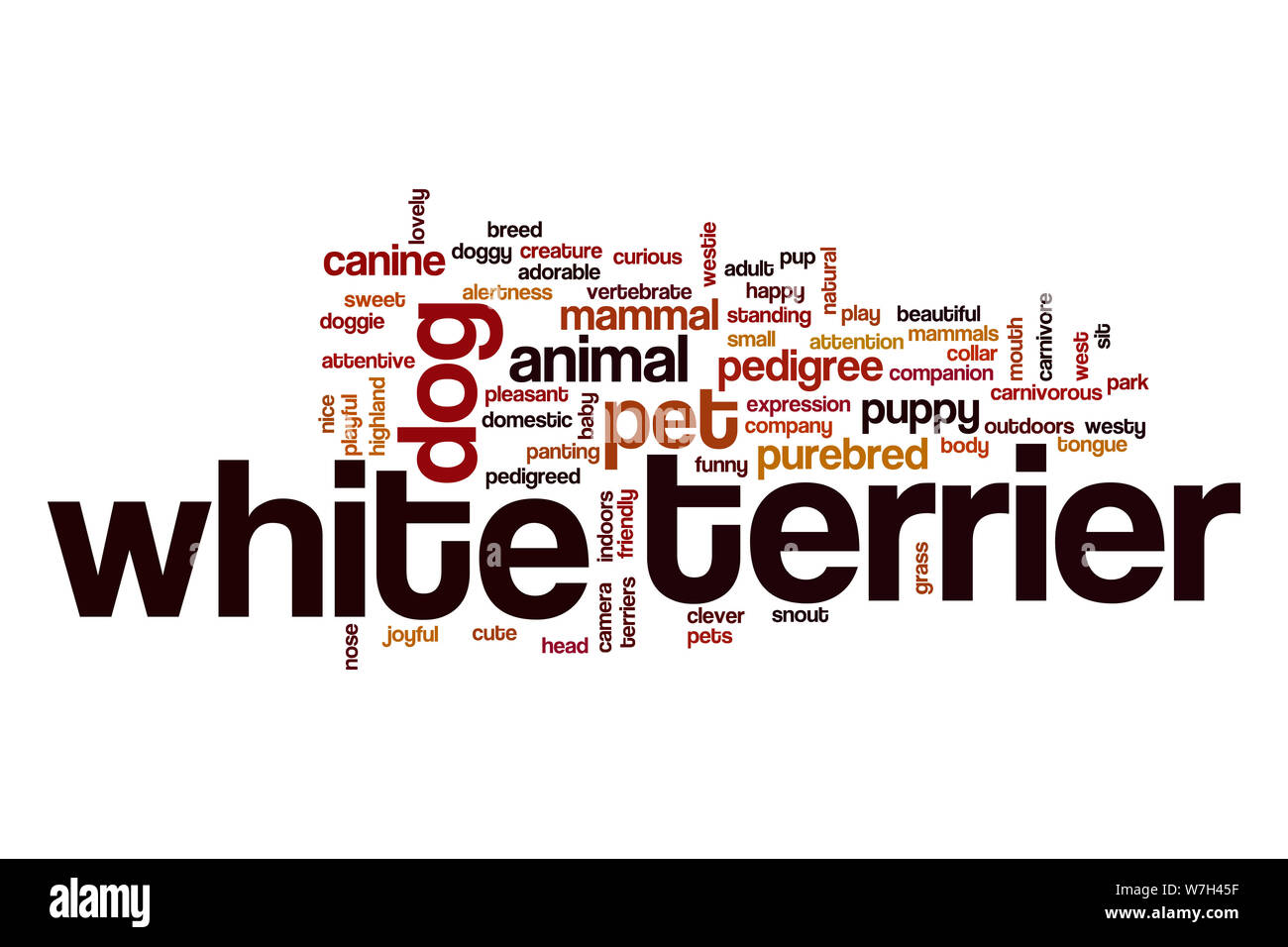 White west highland terrier Cut Out Stock Images & Pictures - Alamy