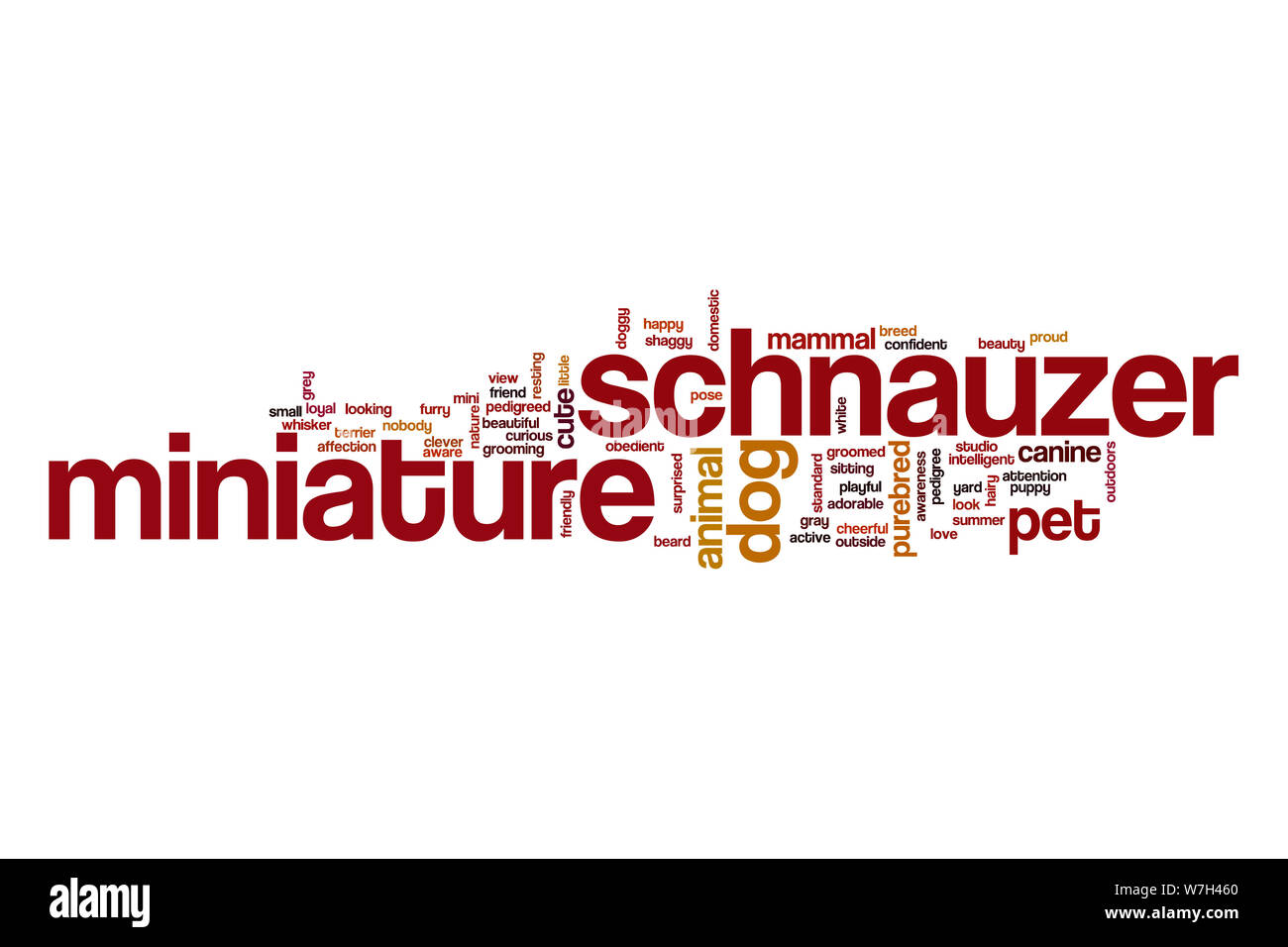 Miniature schnauzer word cloud Stock Photo - Alamy