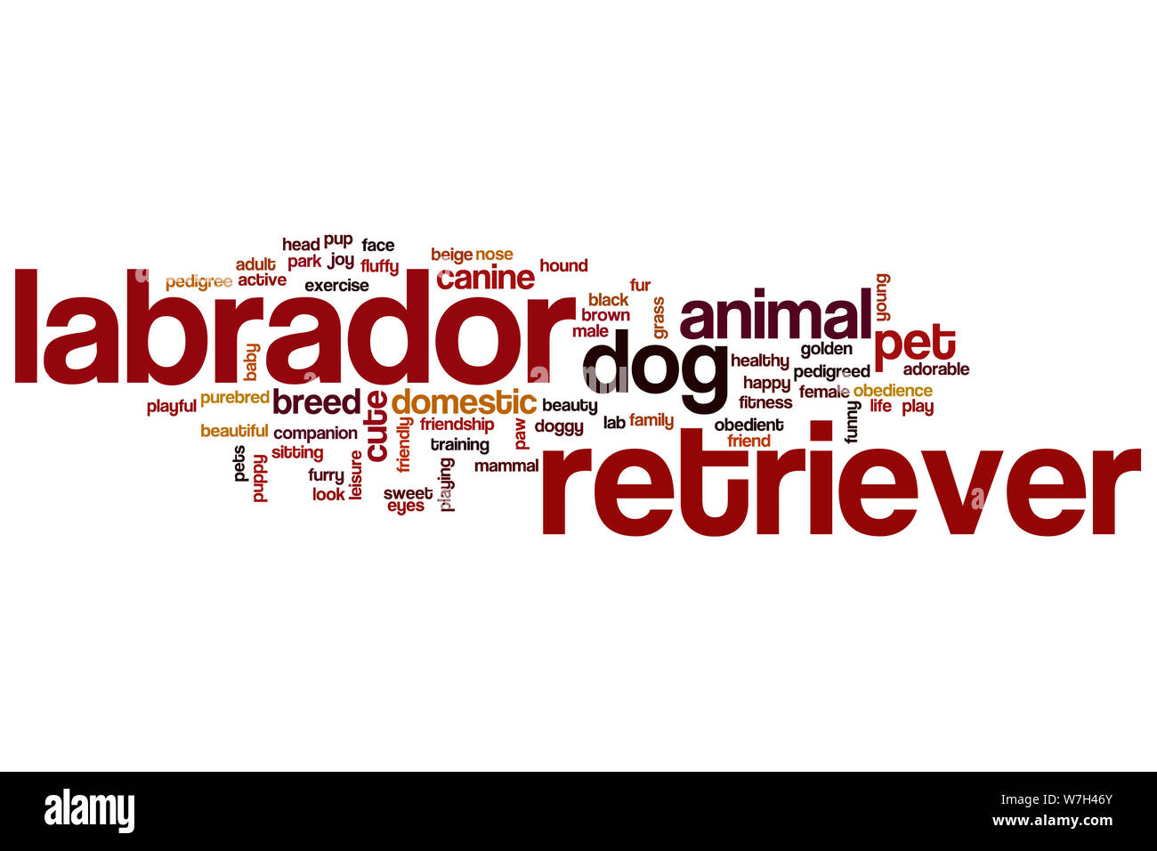 Brown labrador retriever playing Cut Out Stock Images & Pictures - Alamy