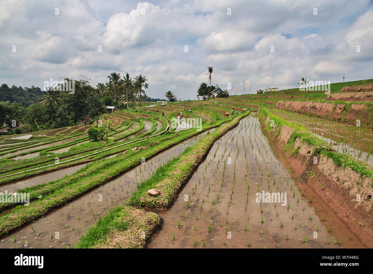 The rice terraces on Bali, Indonesia Stock Photo - Alamy